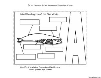 All About Whales Flip Flap Book® | Distance Learning – Simply Skilled ...